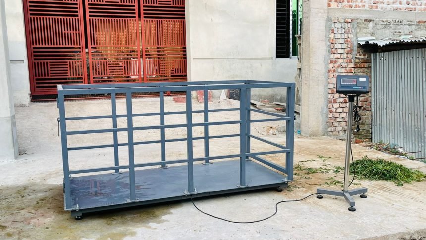 Animal Cow Weight Scale (TF-1224-2T) Latest Price in 2024
